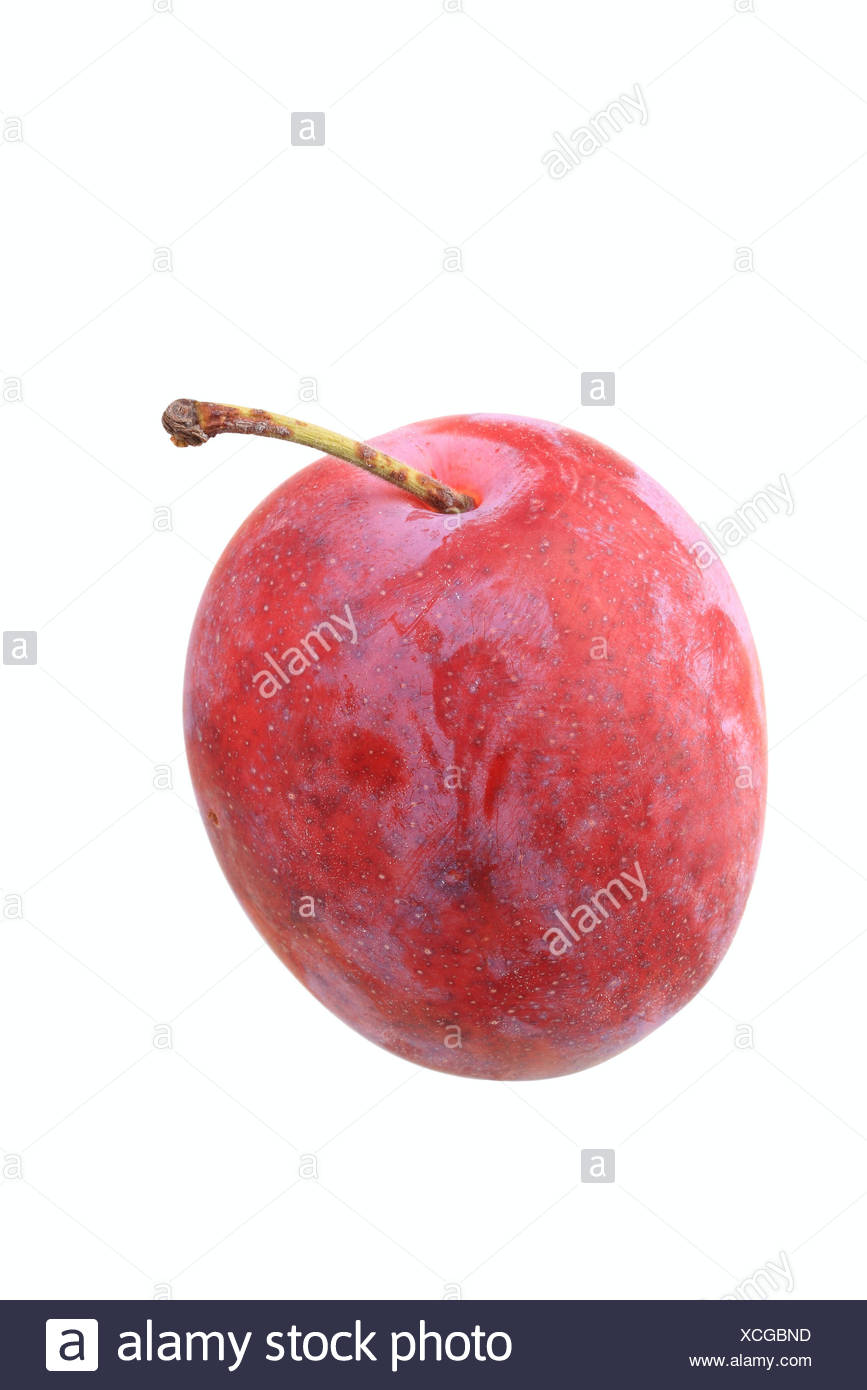Victoria Plums Plum High Resolution Stock Photography and Images - Alamy