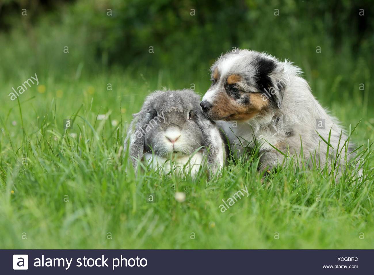 Australian Rodents High Resolution Stock Photography and Images - Alamy