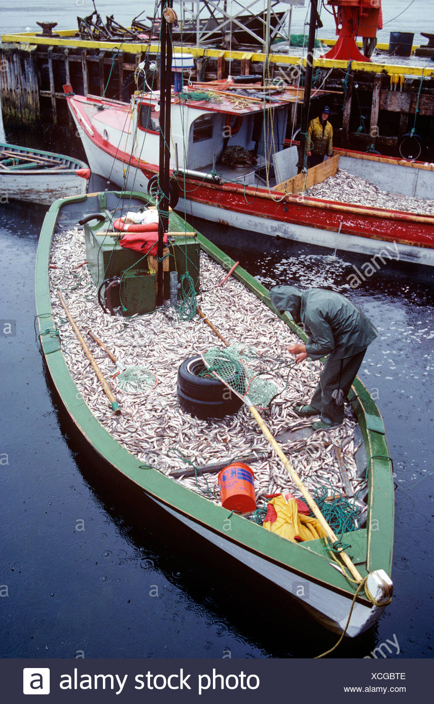 Newfoundland Fishing High Resolution Stock Photography and Images - Alamy