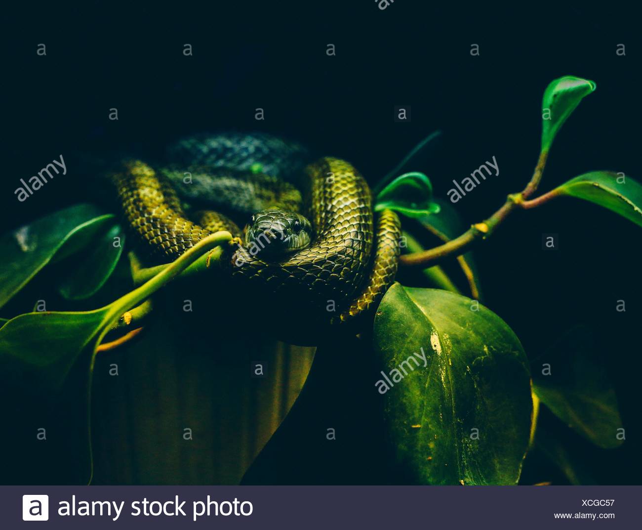 Snake Plant Stock Photos & Snake Plant Stock Images - Alamy
