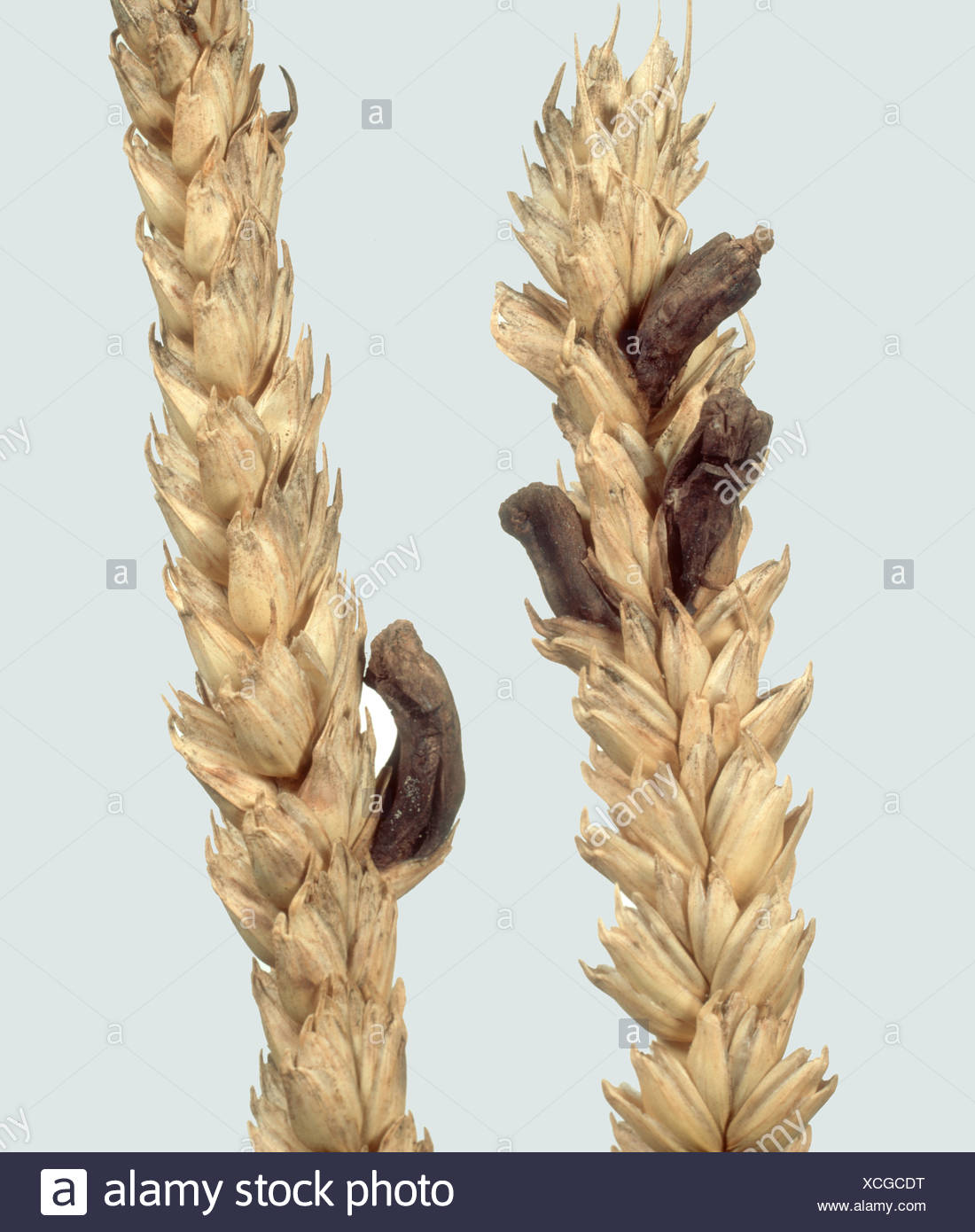 Ergot Sclerotia High Resolution Stock Photography and Images - Alamy