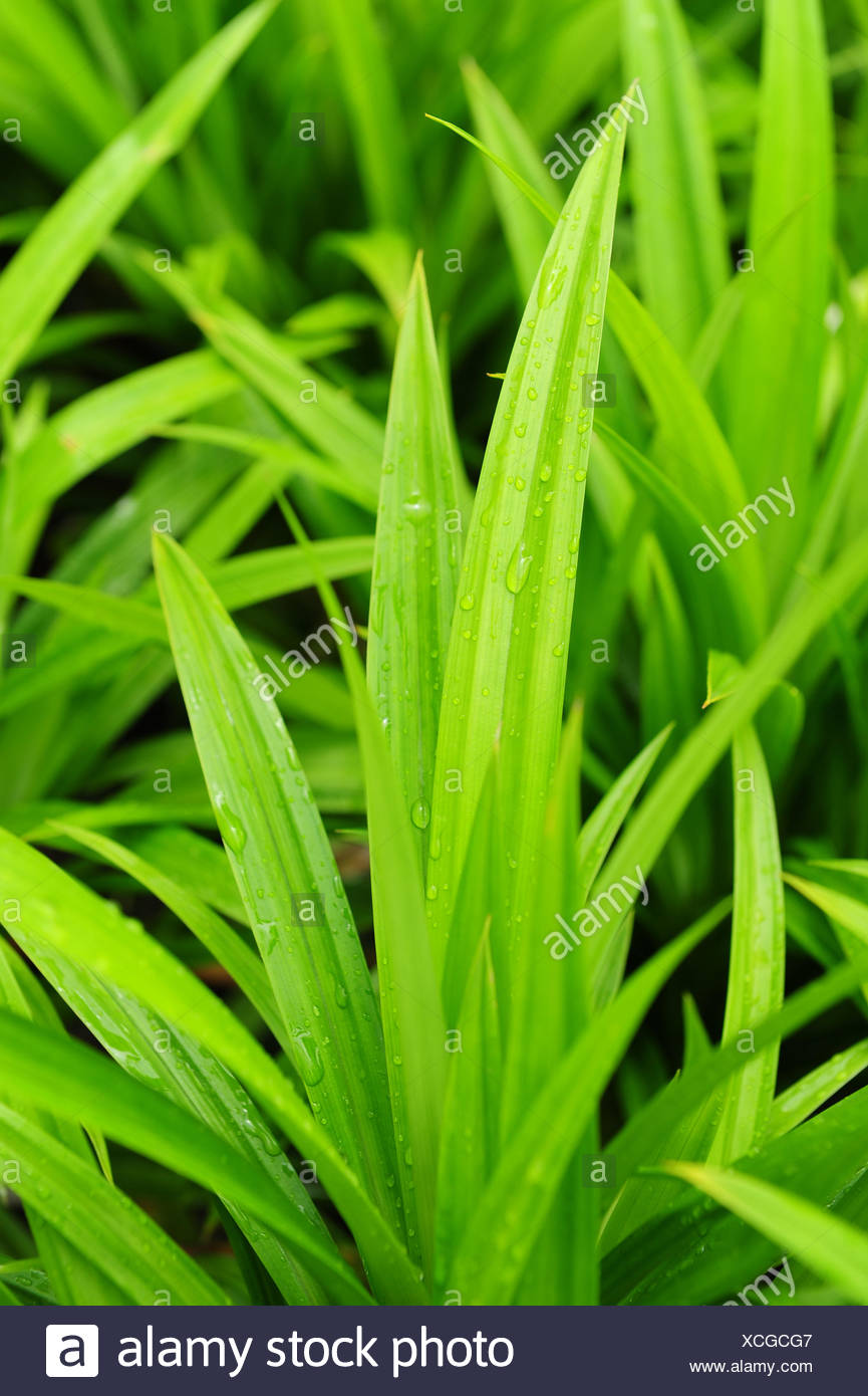Pandanus Leaf Stock Photos & Pandanus Leaf Stock Images - Alamy