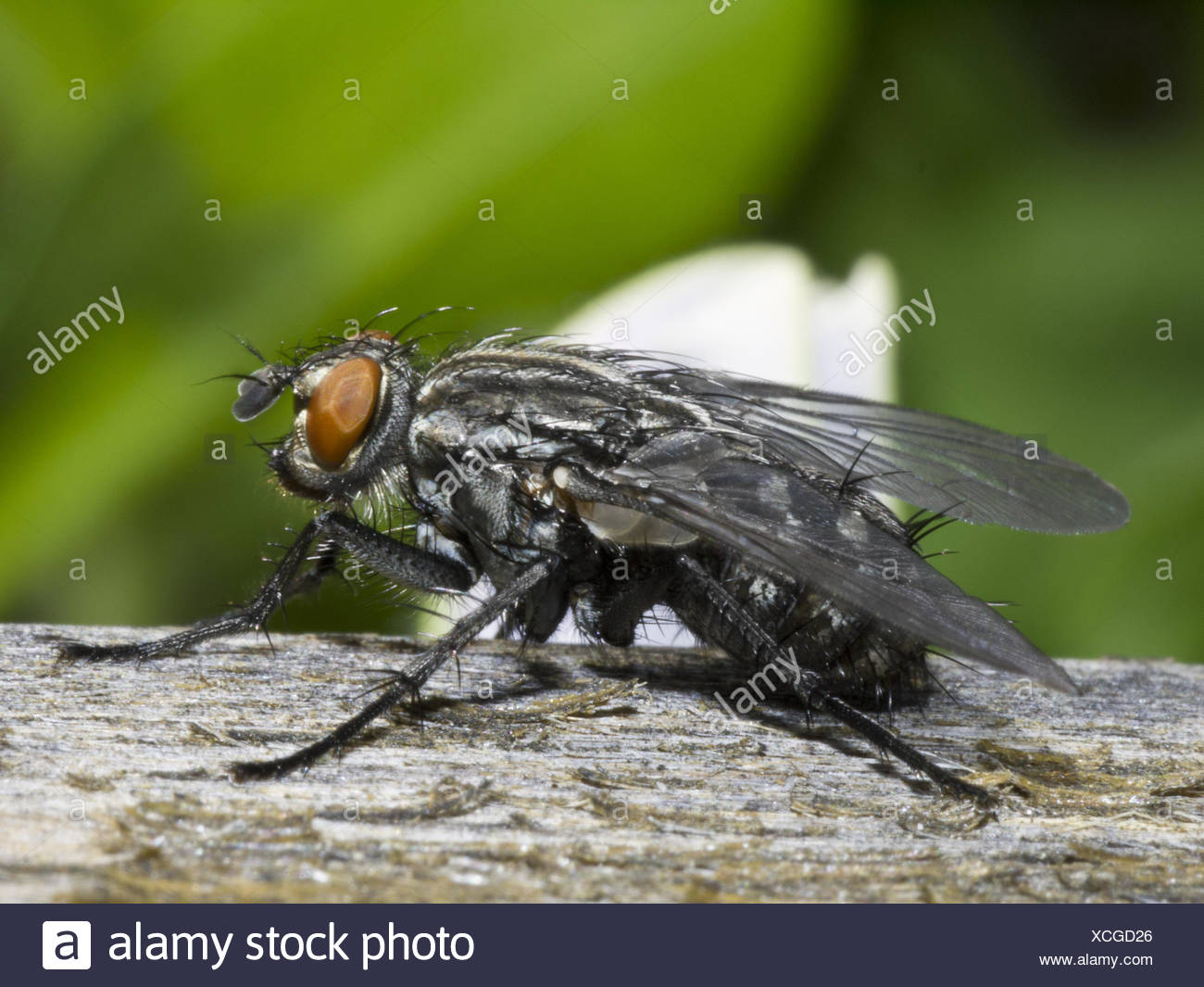Housefly Macro High Resolution Stock Photography and Images - Alamy