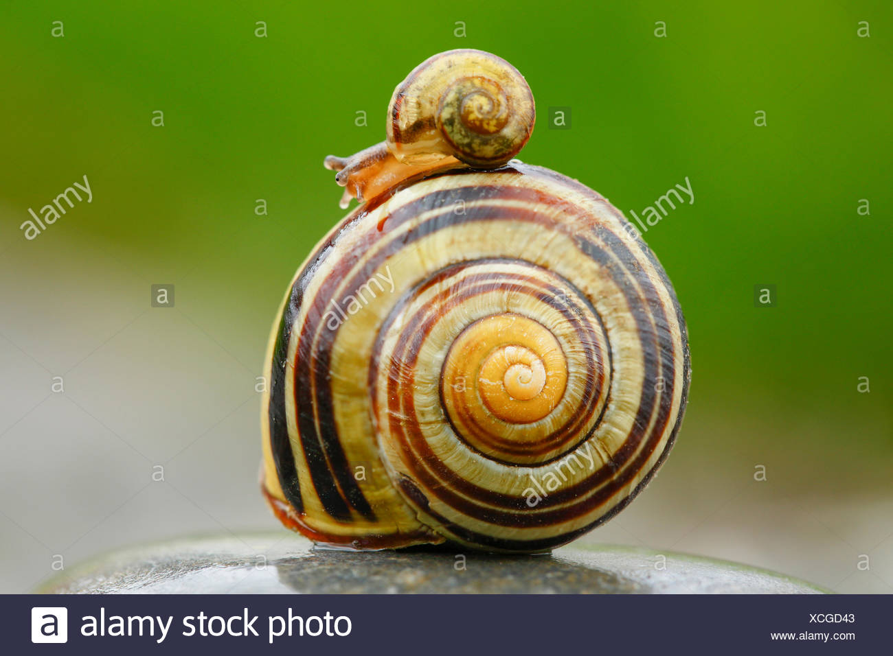 Banded Grove Snail High Resolution Stock Photography and Images - Alamy
