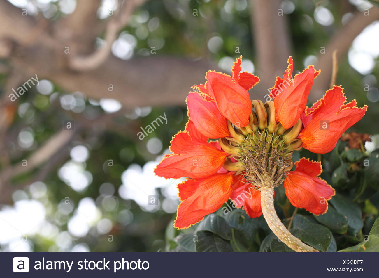 African Tulip Tree Spathodea Campanulata High Resolution Stock ...