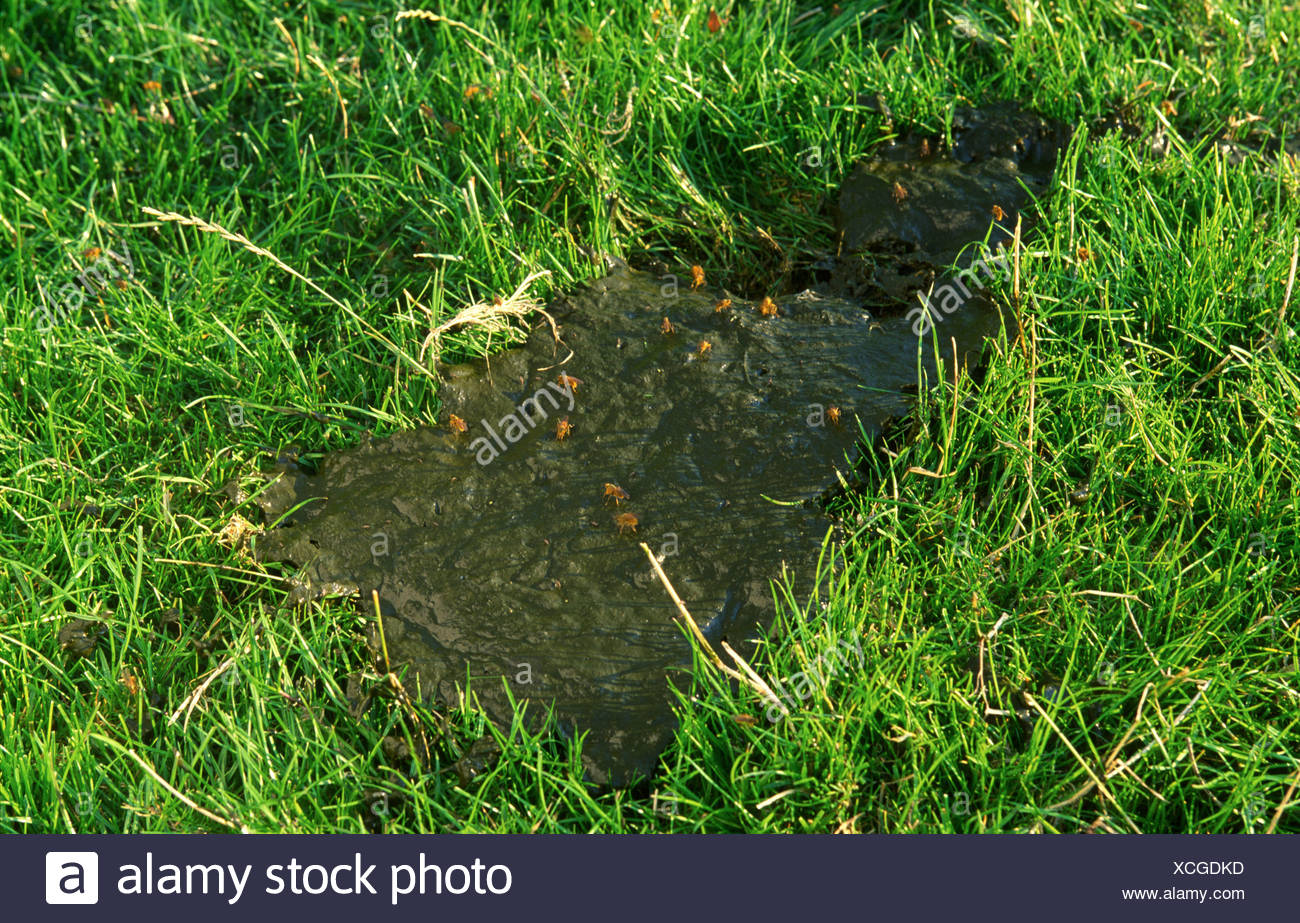 Cow Pat High Resolution Stock Photography and Images - Alamy