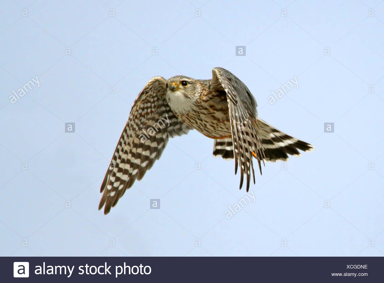 Merlin Bird Flying Stock Photos & Merlin Bird Flying Stock Images - Alamy