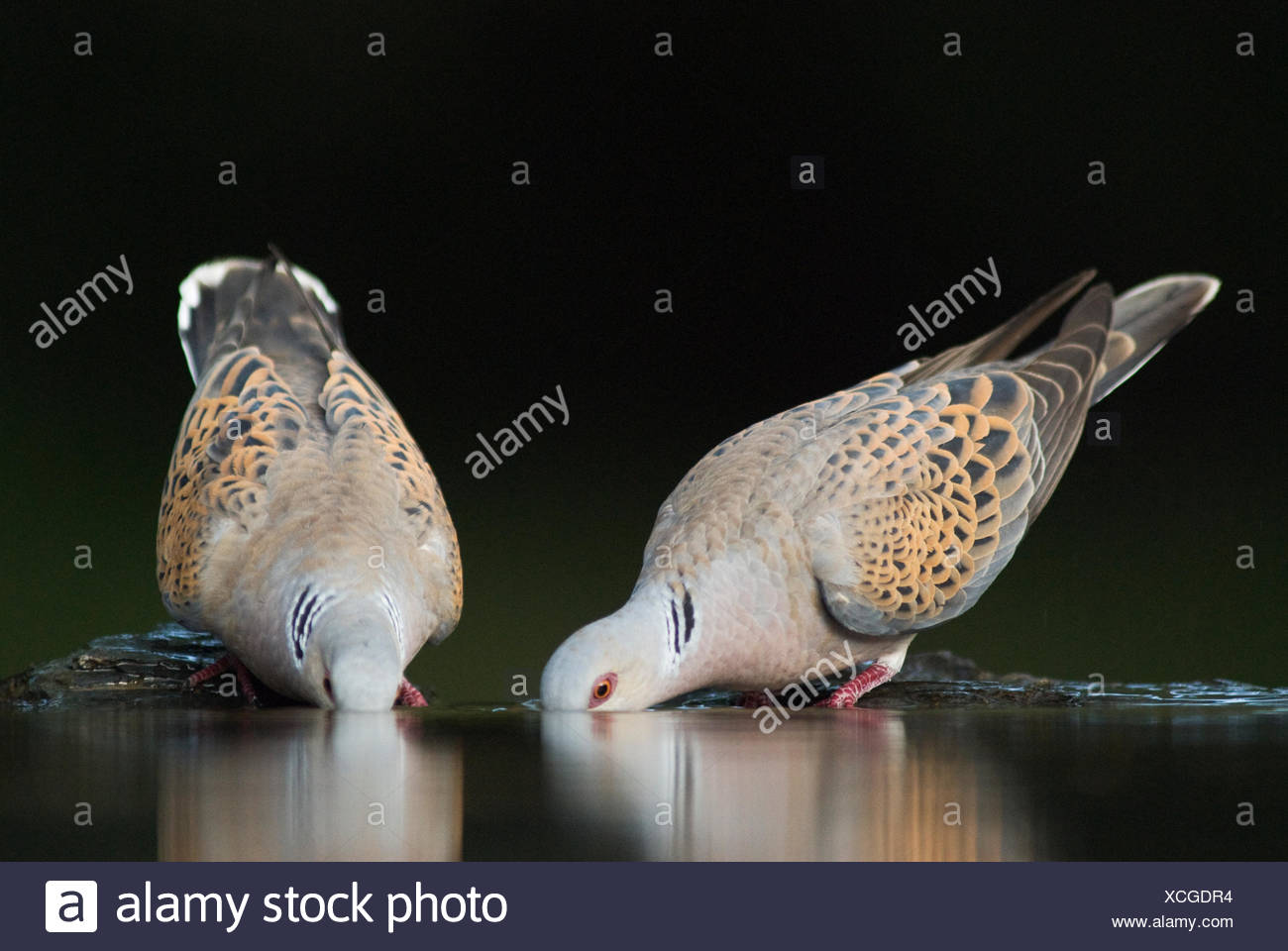 Two Turtle Doves Stock Photos & Two Turtle Doves Stock Images - Alamy