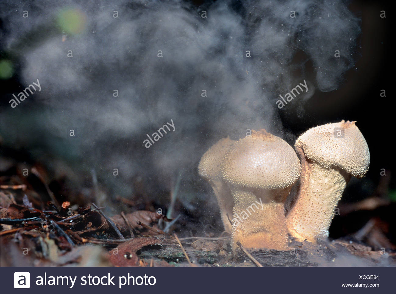 Fungus Puffball Spores Reproduction High Resolution Stock Photography ...