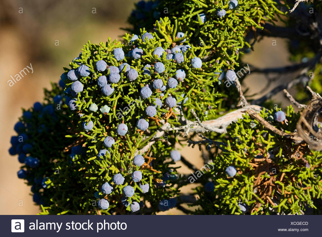 California Juniper Juniperus Californica Stock Photos & California ...