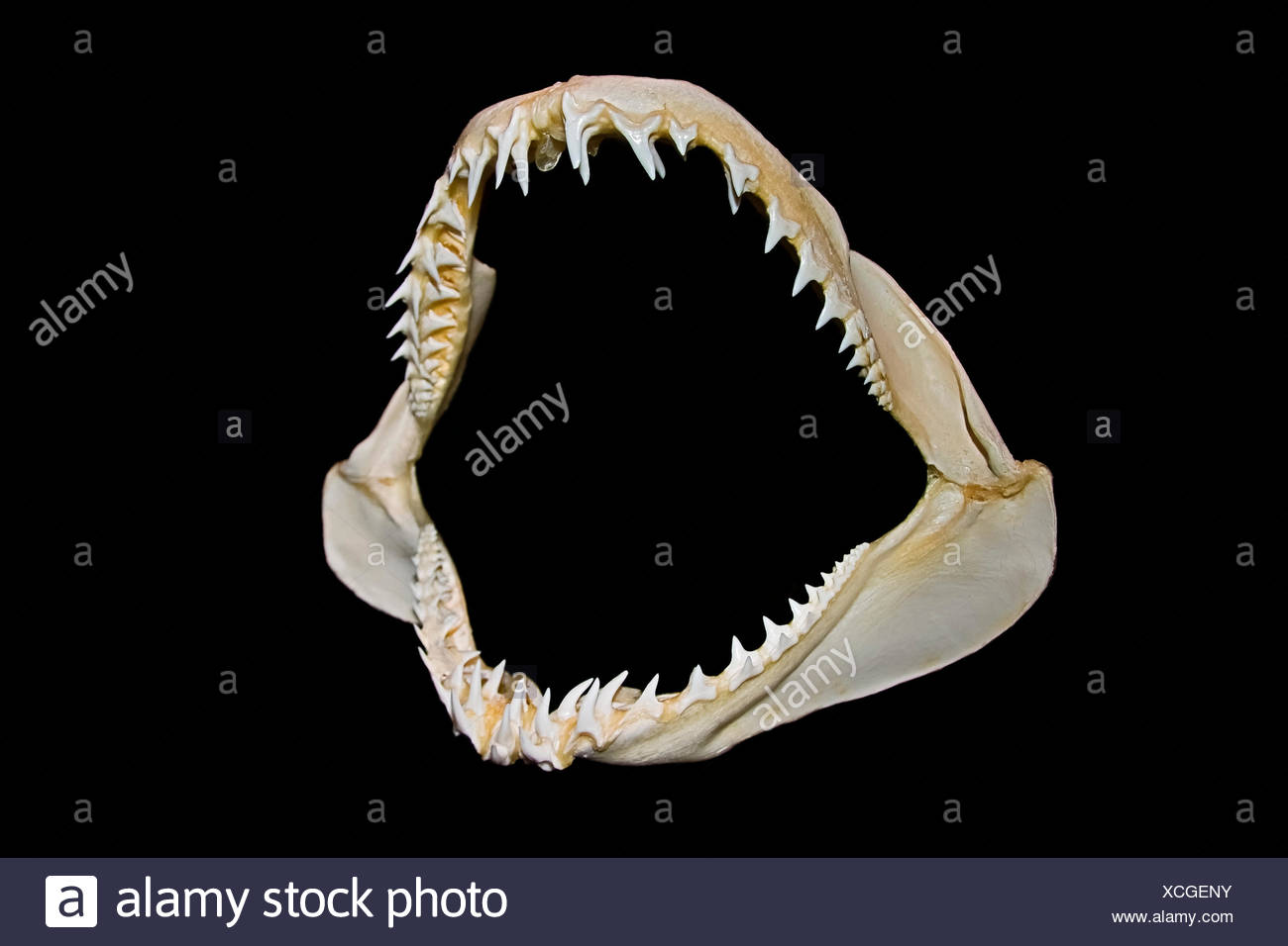 Shark Jaw High Resolution Stock Photography and Images - Alamy