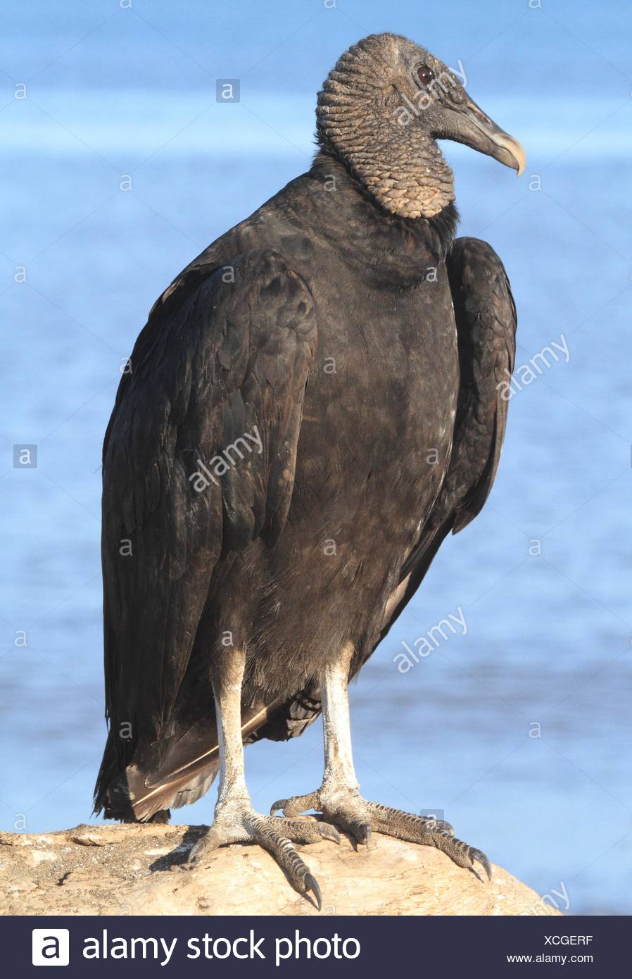 El Zopilote High Resolution Stock Photography and Images - Alamy