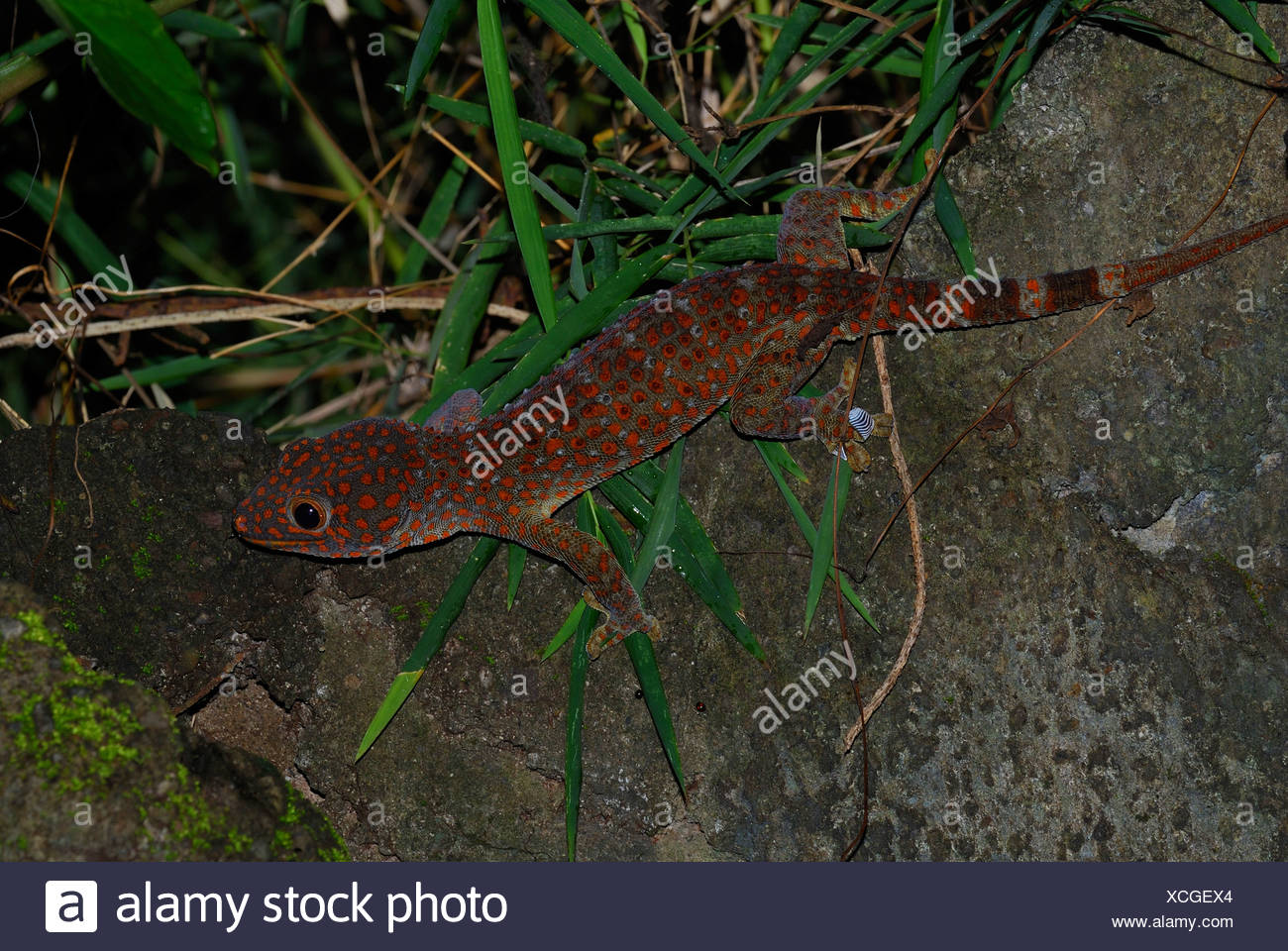 Gekko Gecko High Resolution Stock Photography and Images - Alamy