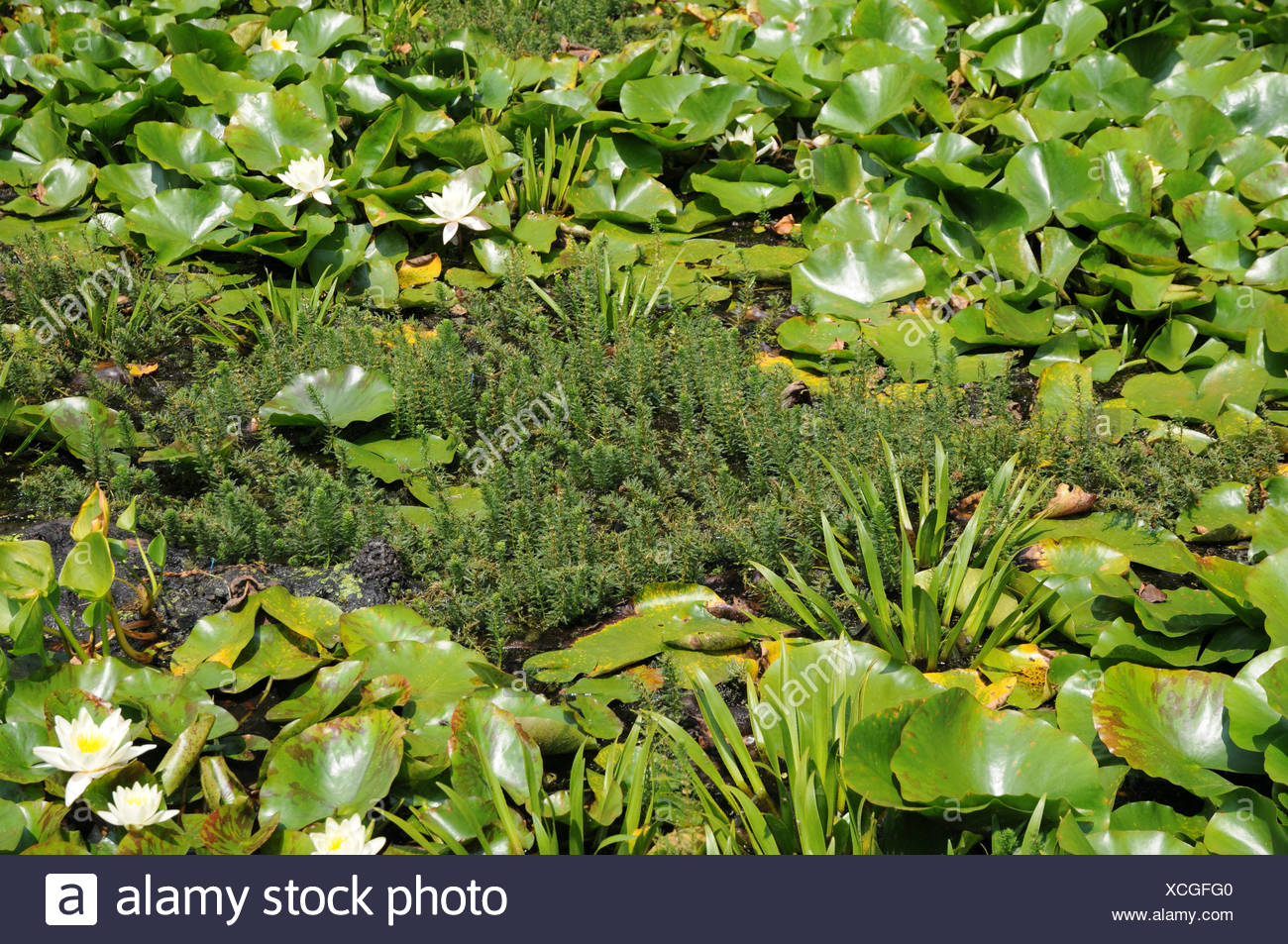 Hornwort High Resolution Stock Photography and Images - Alamy