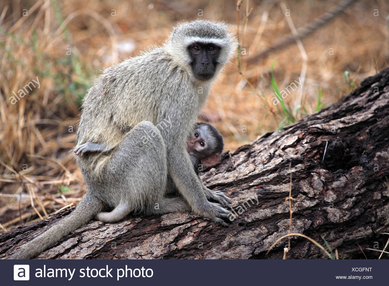 Grivet Monkey High Resolution Stock Photography and Images - Alamy