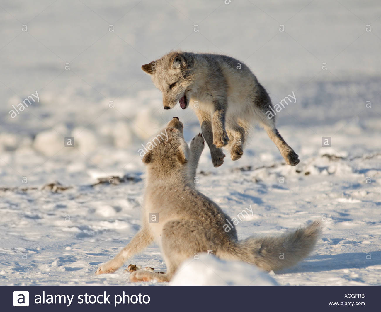 Arctic Fox Jumping High Resolution Stock Photography and Images - Alamy