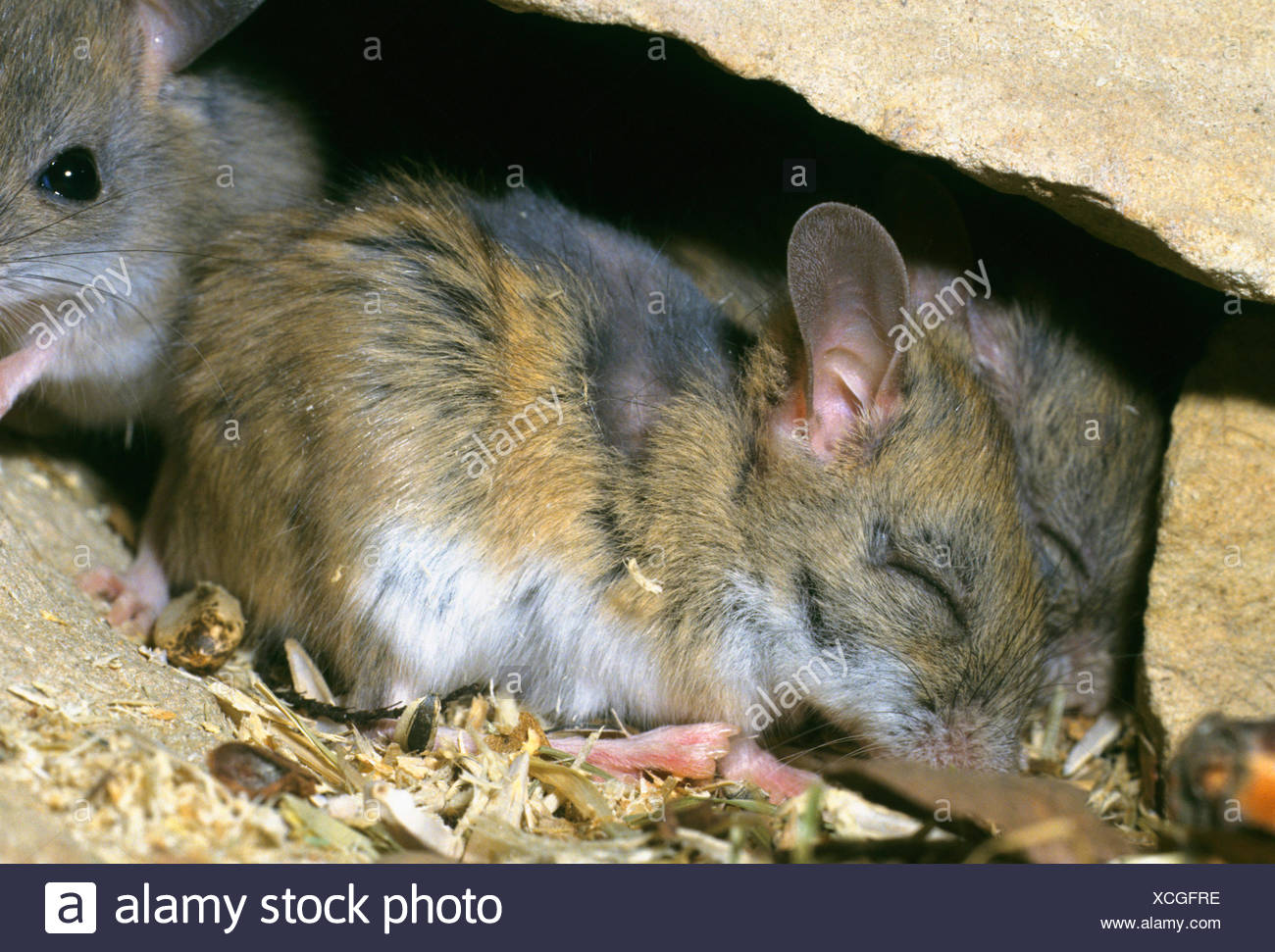 Notomys High Resolution Stock Photography and Images - Alamy