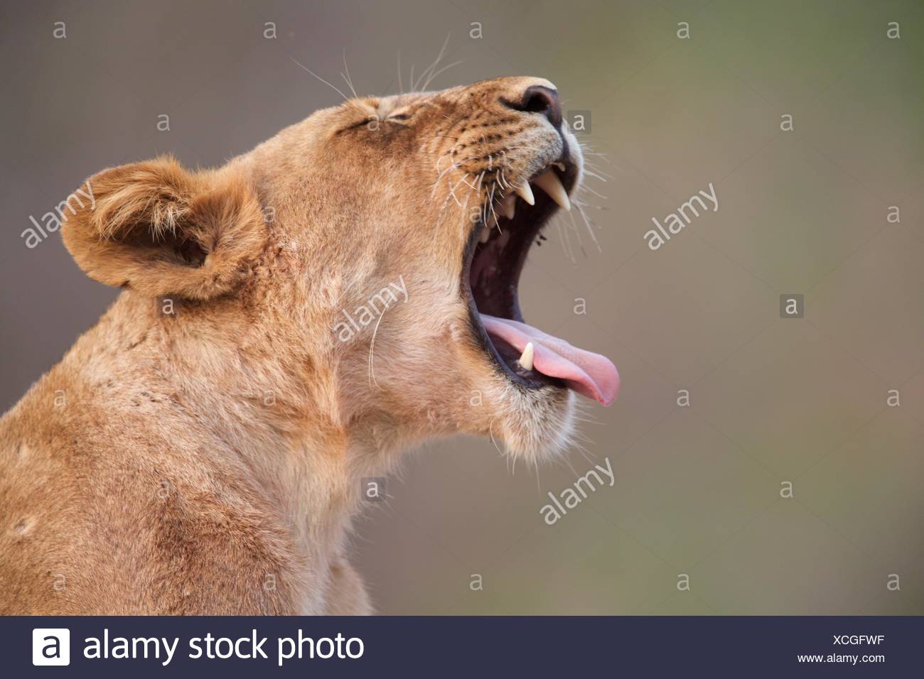 The Roaring Lion High Resolution Stock Photography and Images - Alamy
