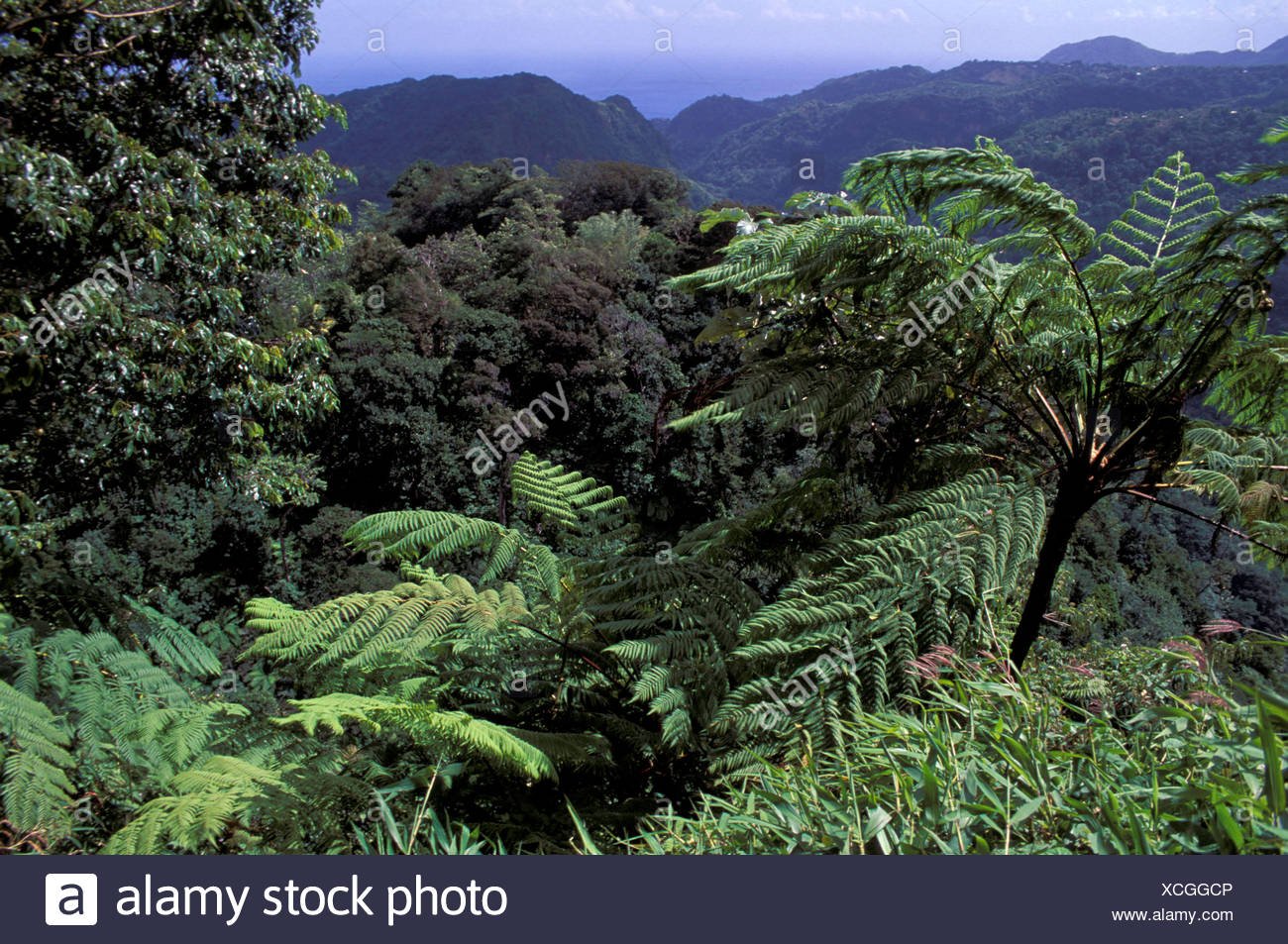 Dominica Roseau Valley High Resolution Stock Photography and Images - Alamy