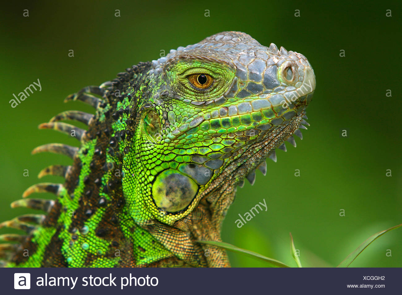 Leguan 1 Stock Photos & Leguan 1 Stock Images - Alamy