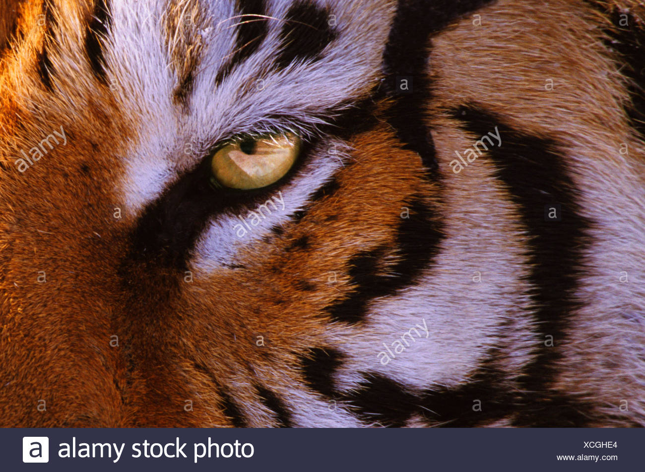 Siberian Tiger Close Up High Resolution Stock Photography and Images ...