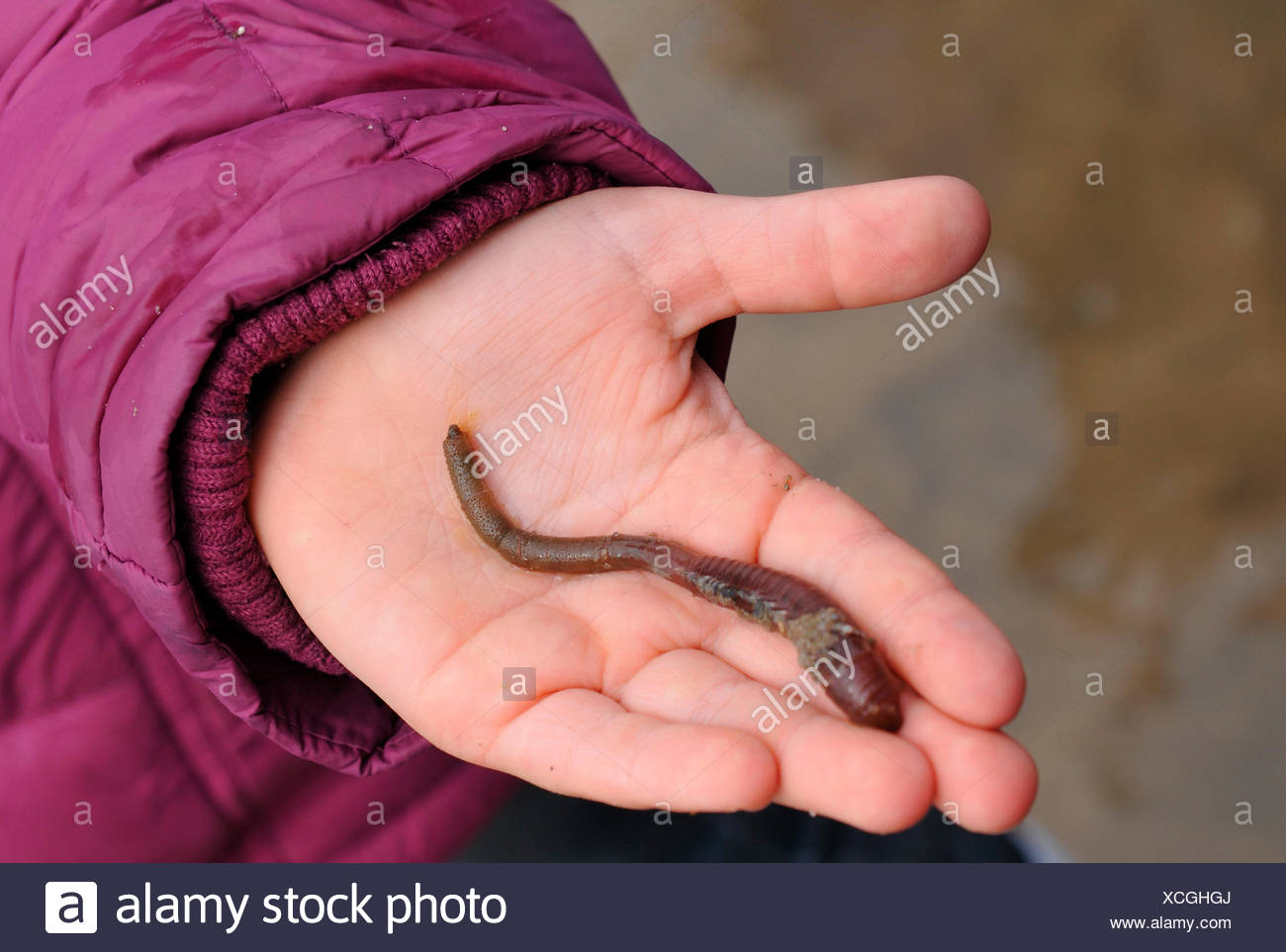 Lug Worm Stock Photos & Lug Worm Stock Images - Alamy