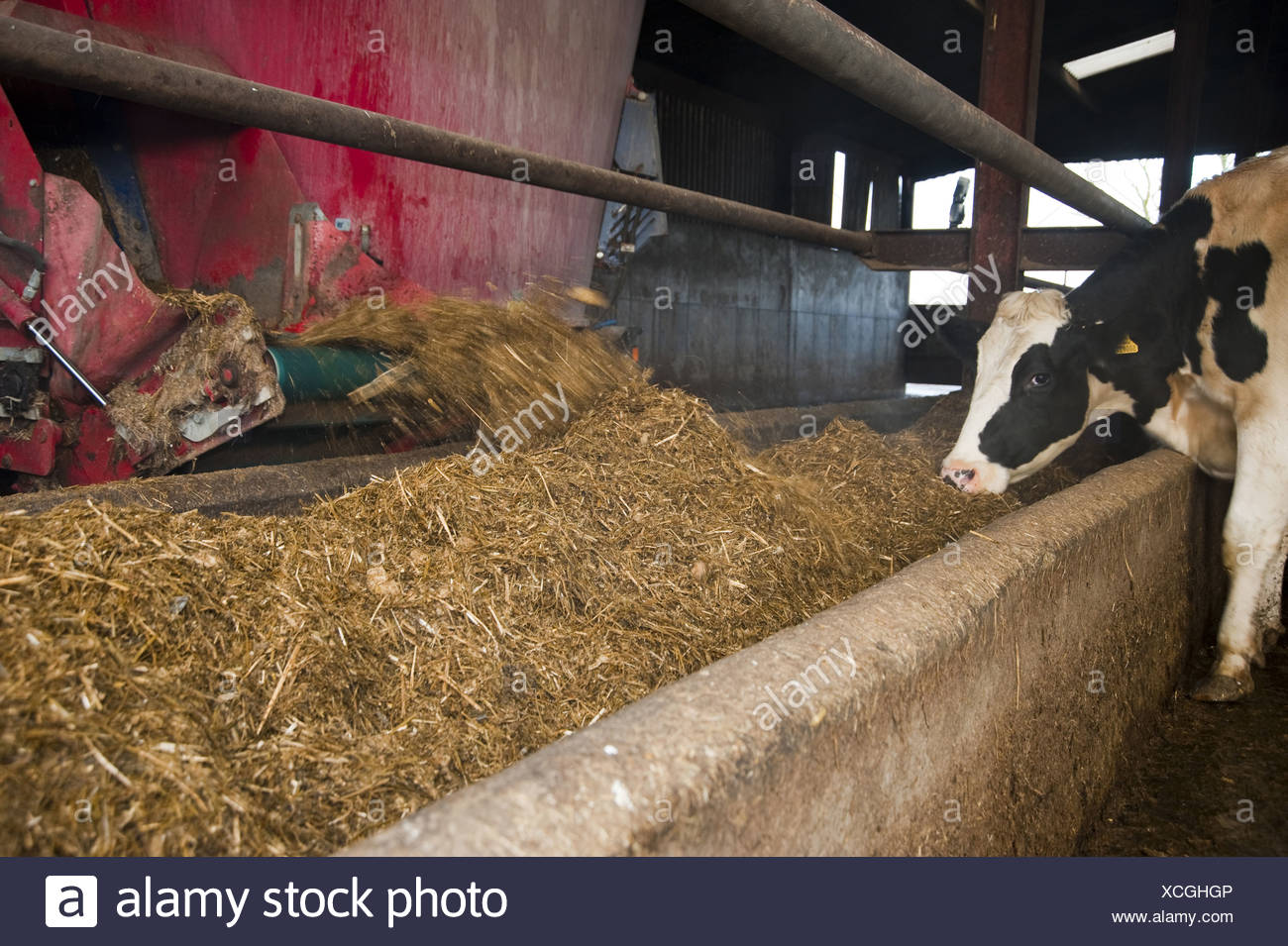 Total Mixed Ration High Resolution Stock Photography and Images - Alamy