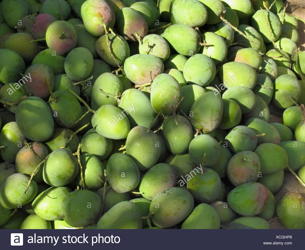 Round Mangoes High Resolution Stock Photography and Images - Alamy