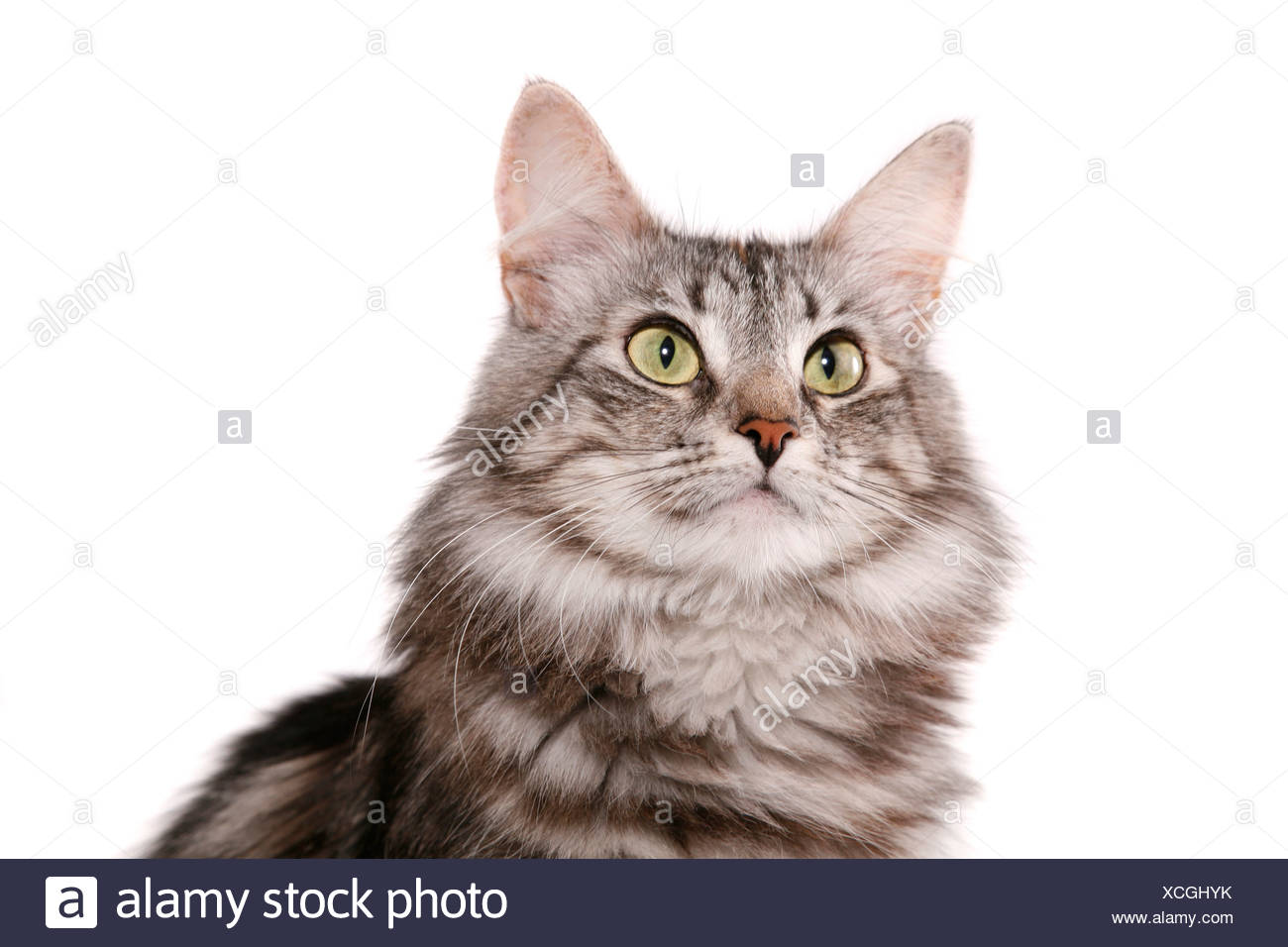 Norwegische Waldkatze Norwegian Forest Cat High Resolution Stock ...