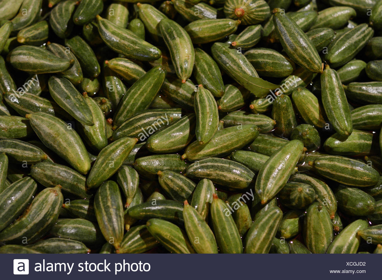 The Plant Of The Gourd Family High Resolution Stock Photography and ...
