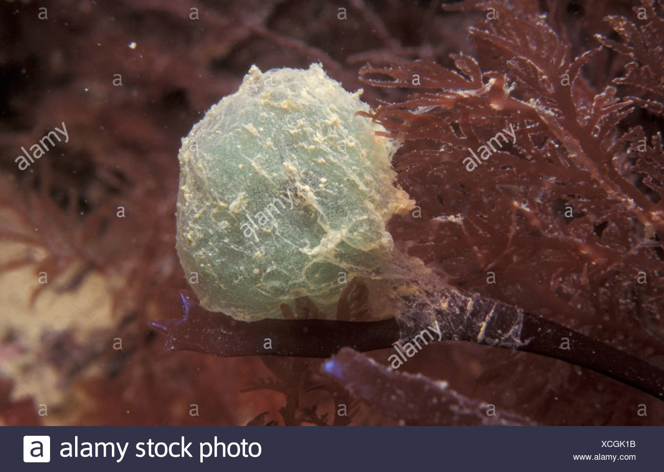 Worm Eggs Stock Photos & Worm Eggs Stock Images - Alamy