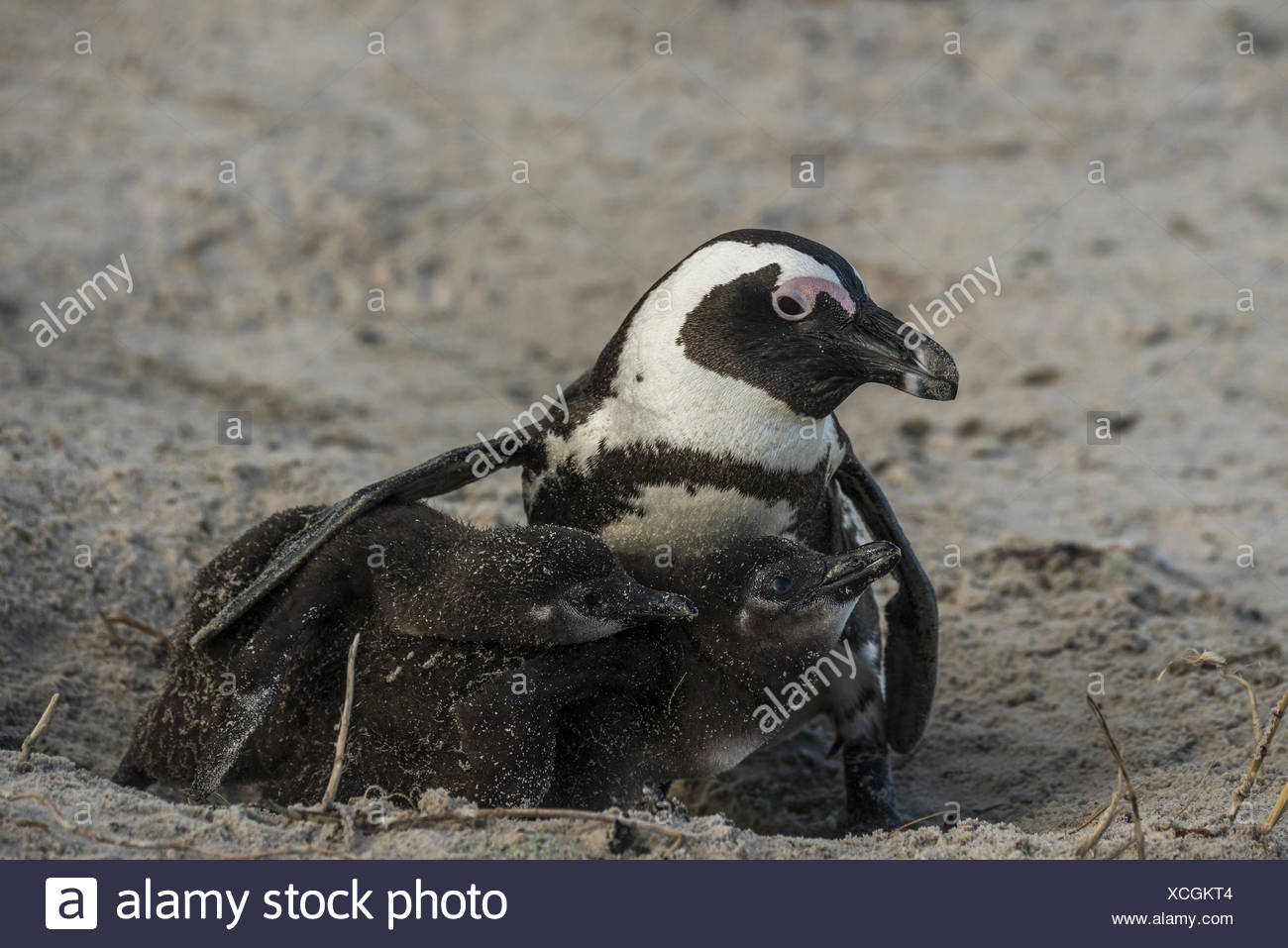 Boulders Beach Penguin High Resolution Stock Photography and Images - Alamy