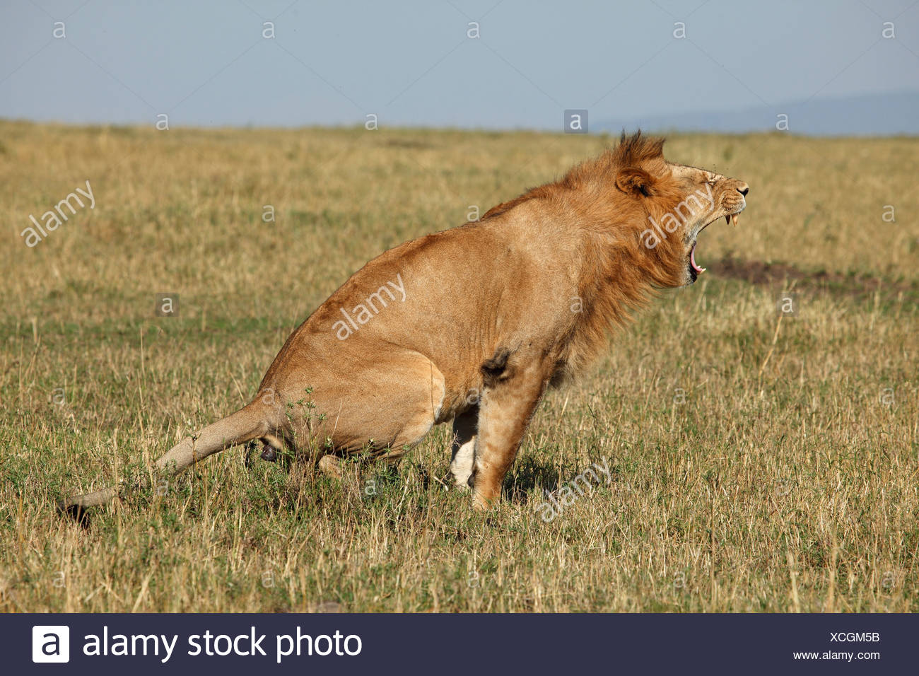 African Male Lion Sitting High Resolution Stock Photography and Images ...