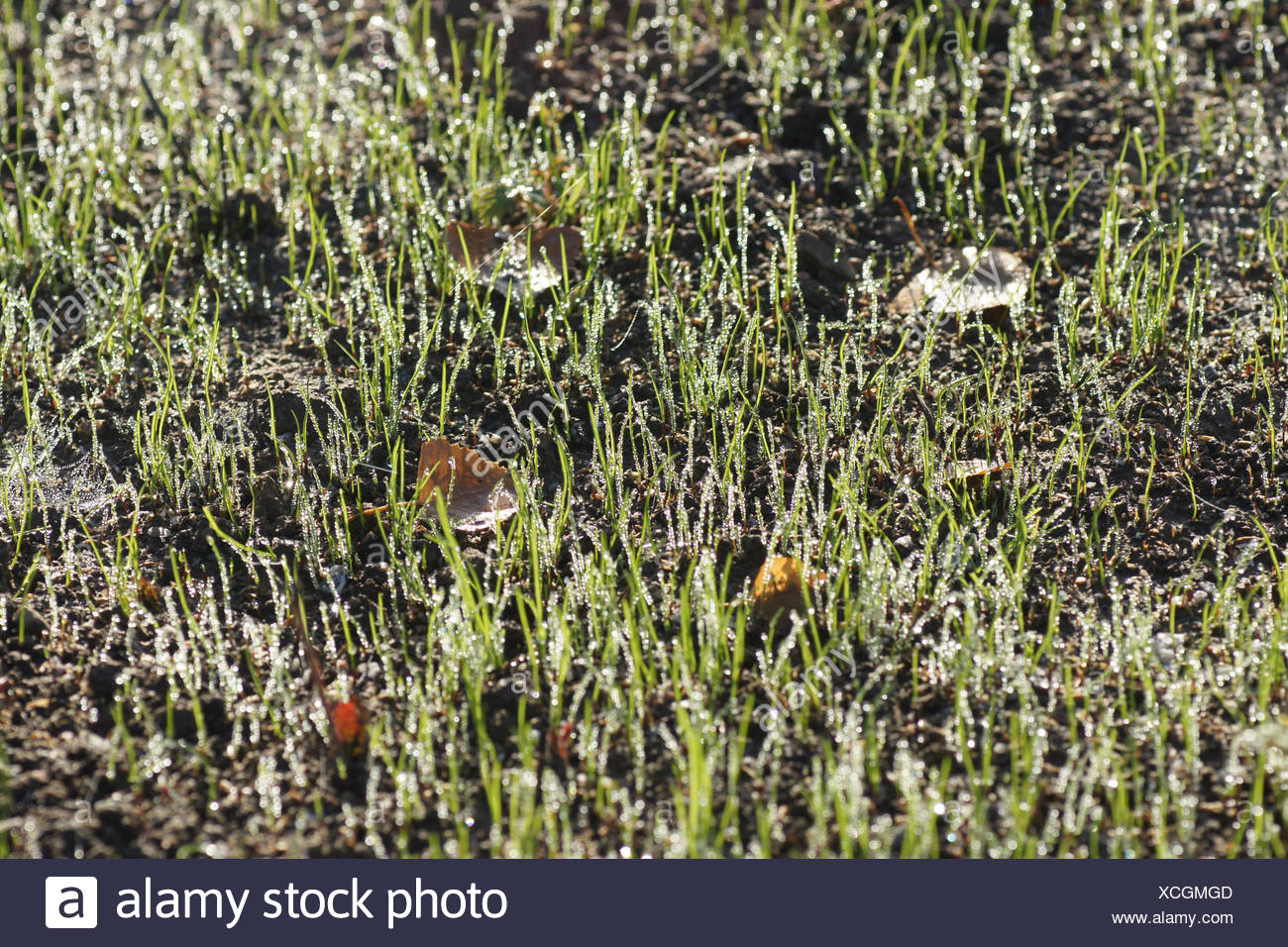 Grass Seedlings High Resolution Stock Photography and Images - Alamy