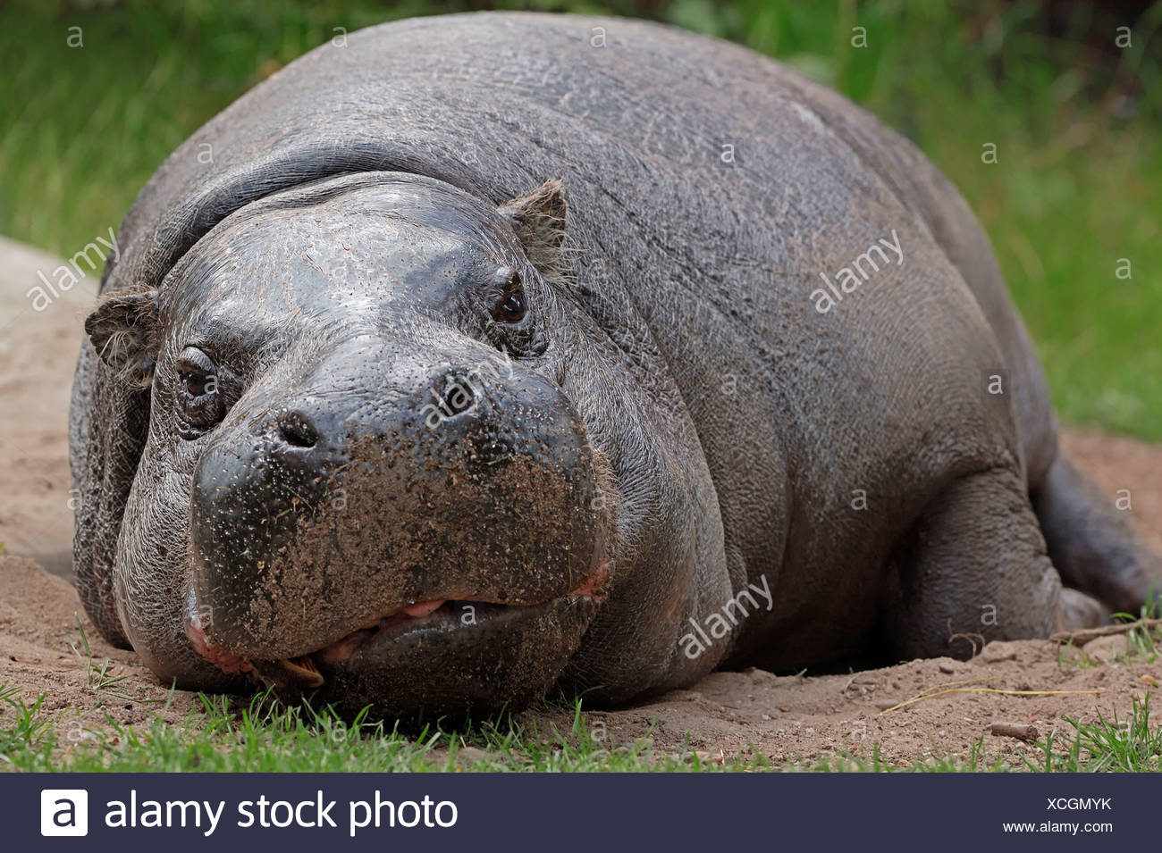 Pygmy Hippos High Resolution Stock Photography and Images - Alamy