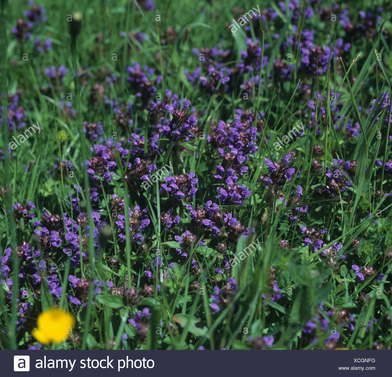 Heaf High Resolution Stock Photography and Images - Alamy