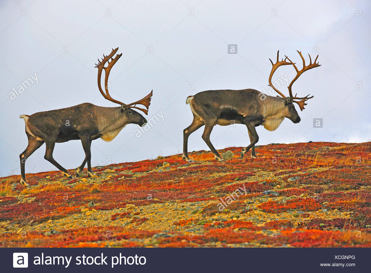 Rangifer Tarandus Caribou Stock Photos & Rangifer Tarandus Caribou ...