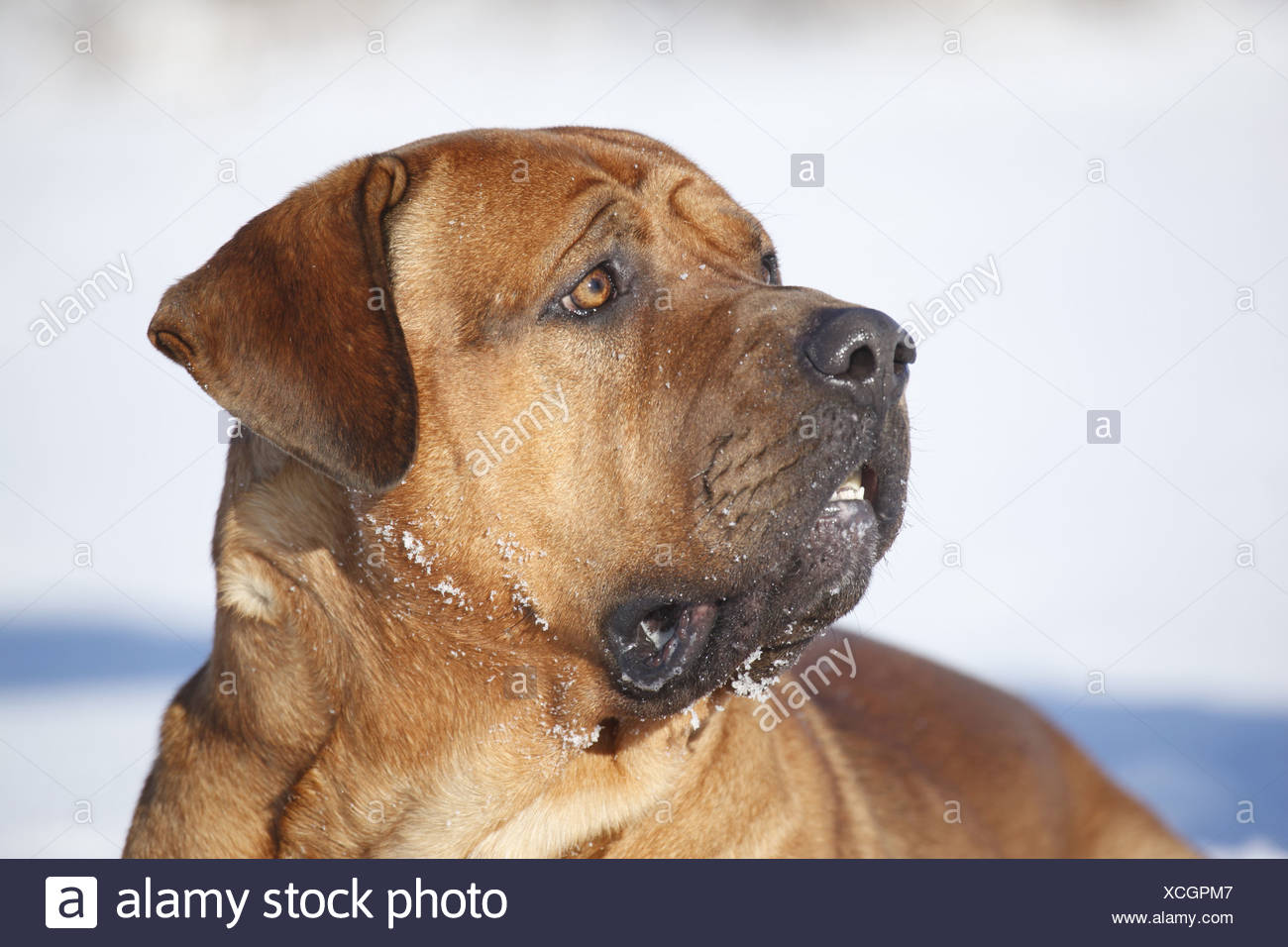 Sumo Portraits High Resolution Stock Photography and Images - Alamy