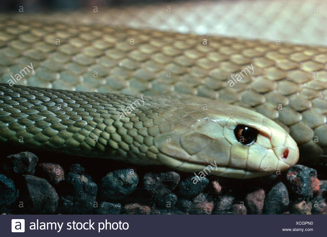 Front Fanged Snake High Resolution Stock Photography and Images - Alamy