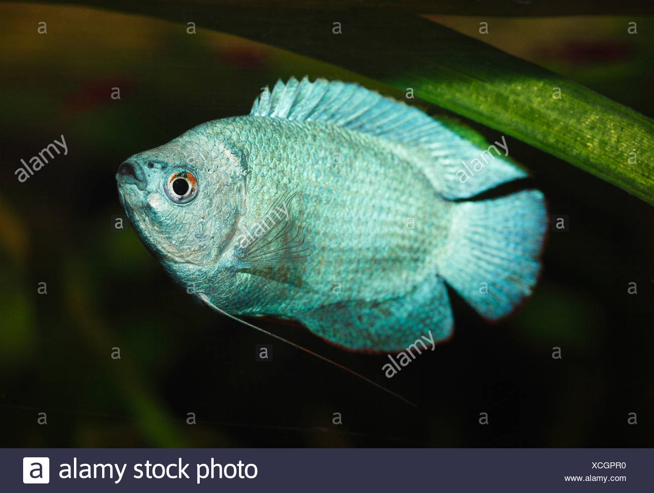 Gourami High Resolution Stock Photography and Images - Alamy