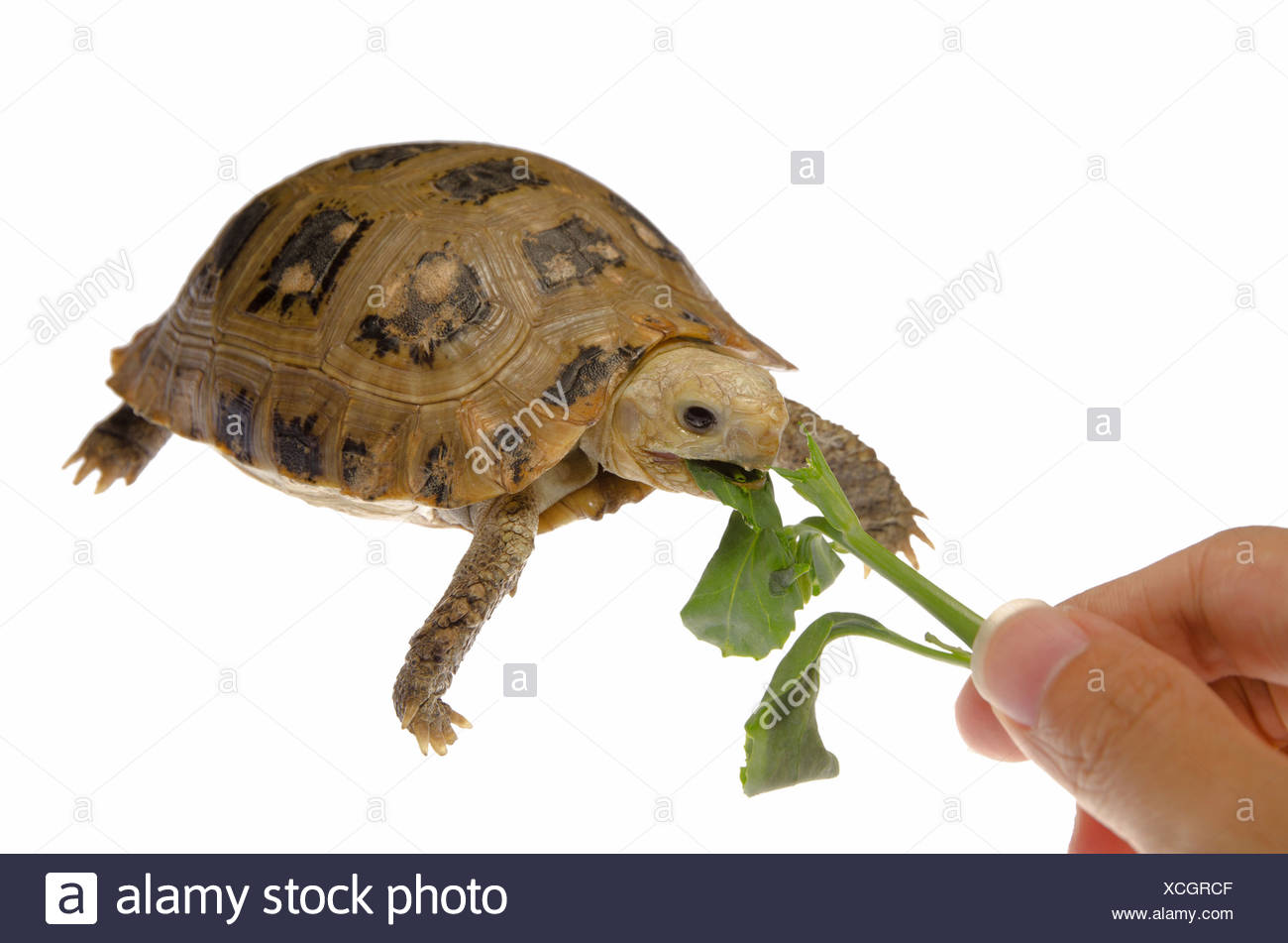 Tortoise Mouth Open Stock Photos & Tortoise Mouth Open Stock Images - Alamy