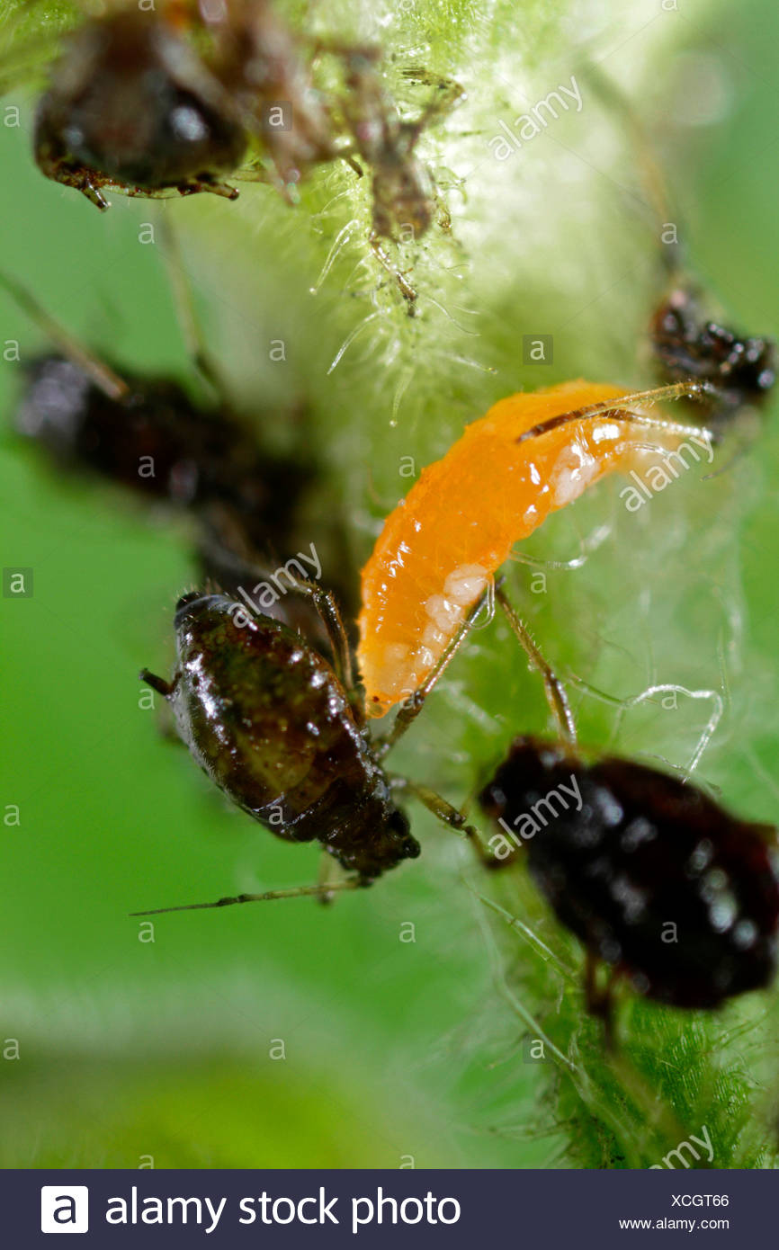 Aphid Predatory Midge Aphidoletes Aphidimyza High Resolution Stock ...