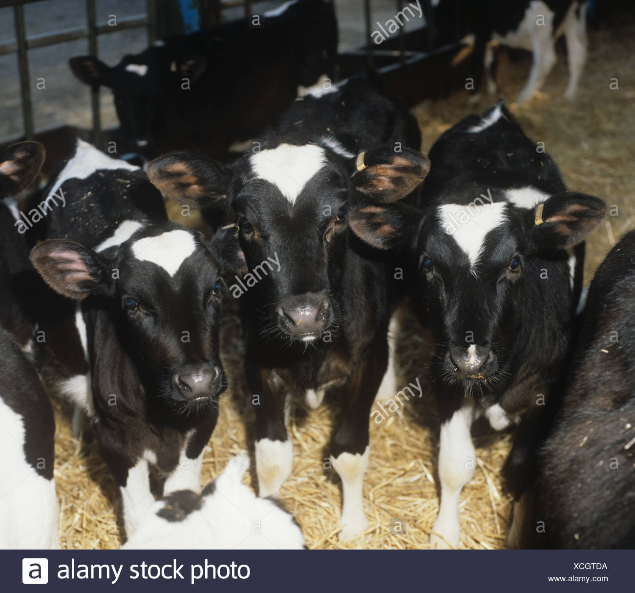 Freisian Calves In Stall High Resolution Stock Photography and Images ...