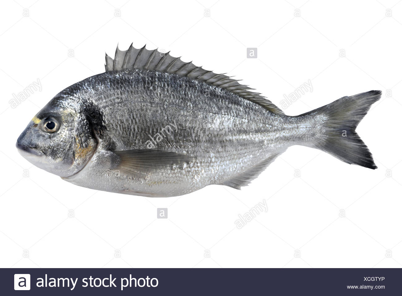 Sparus Aurata High Resolution Stock Photography and Images - Alamy