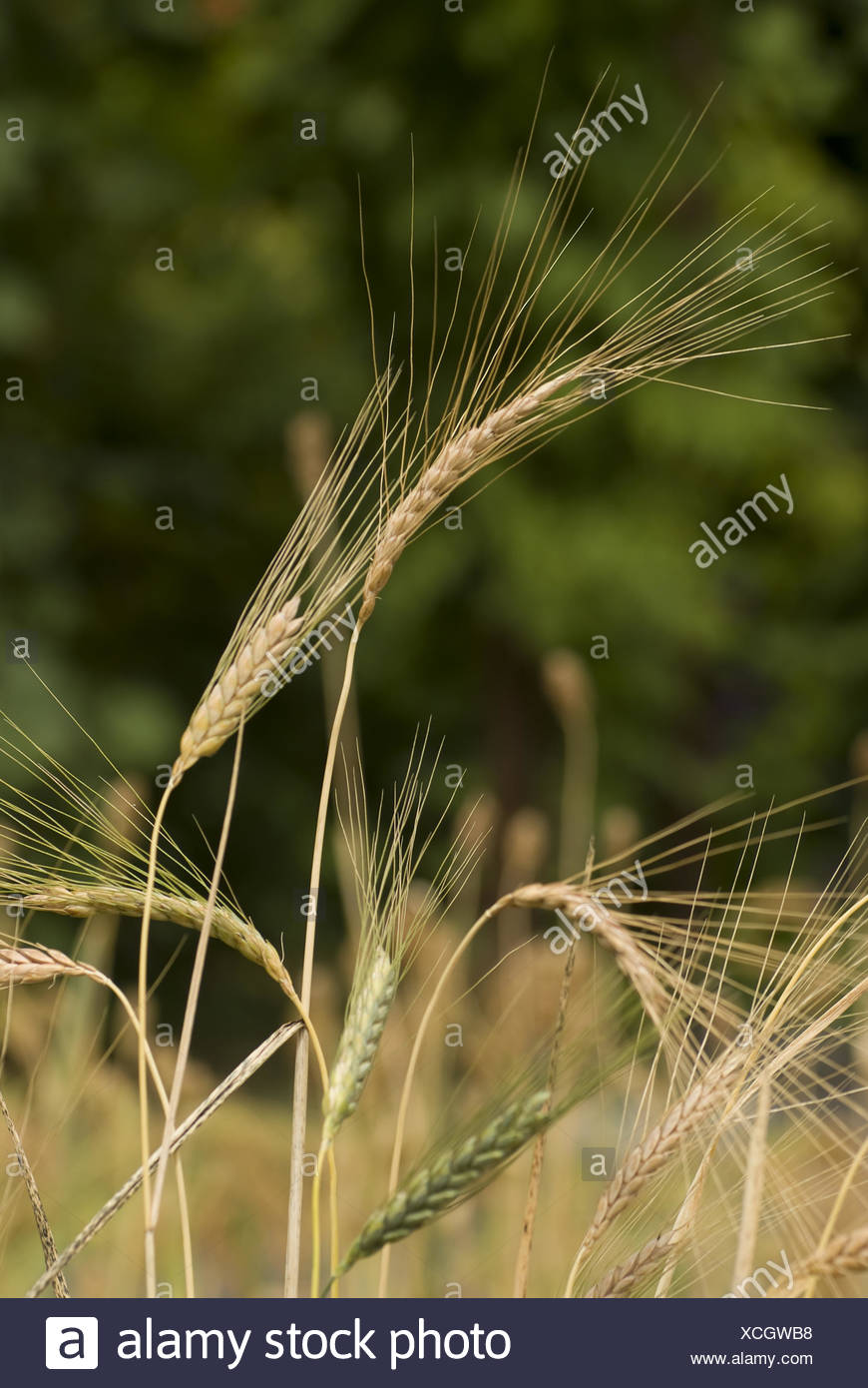 Triticum Dicoccum High Resolution Stock Photography and Images - Alamy