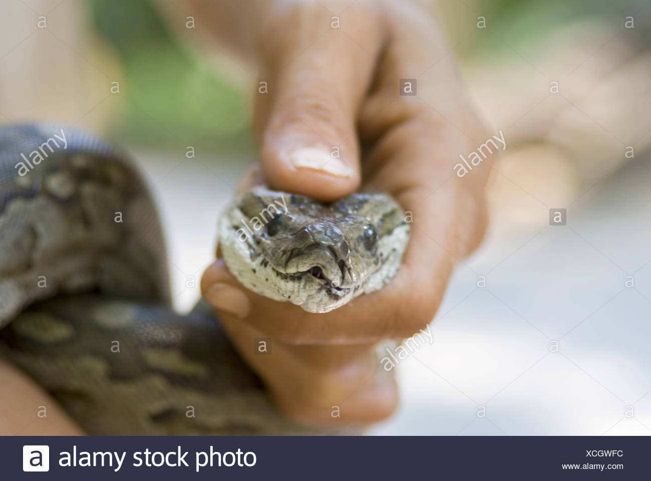 South Africa Rock Python High Resolution Stock Photography and Images ...