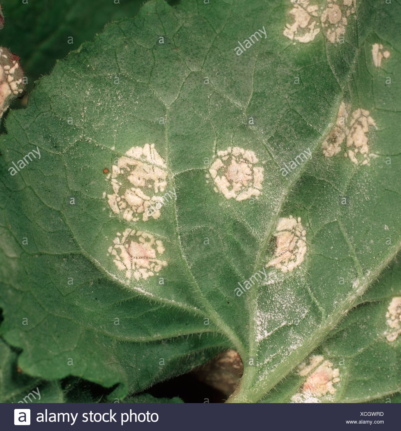 Blister Rust Fungus High Resolution Stock Photography and Images - Alamy