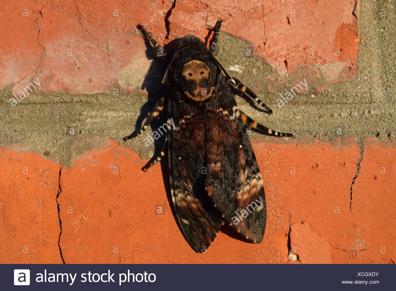Dead Head Moth High Resolution Stock Photography and Images - Alamy