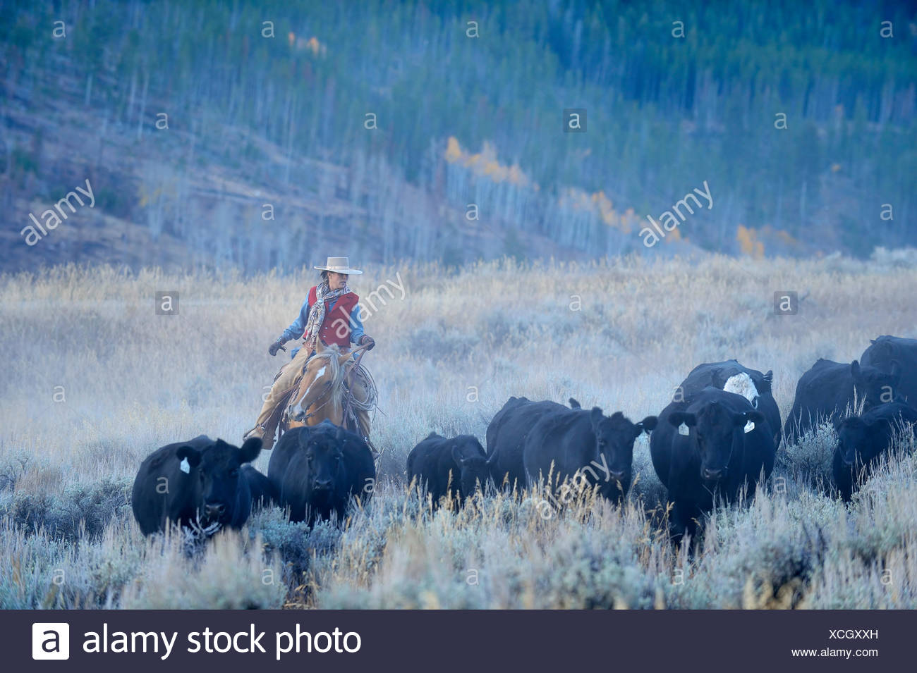 Cowgirl Herding Cattle High Resolution Stock Photography and Images - Alamy