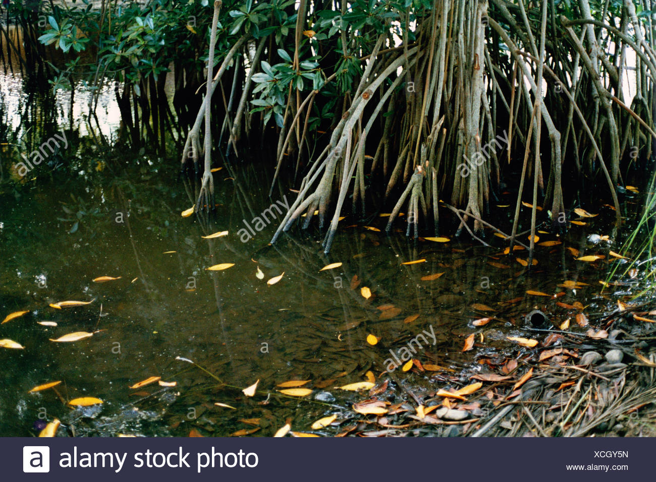 Schwarze Mangrove High Resolution Stock Photography and Images - Alamy